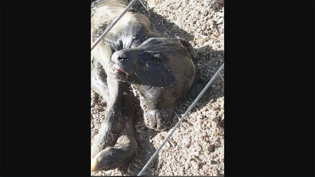 Policefalia en Las Lajitas: nació un ternero con dos cabezas y ...